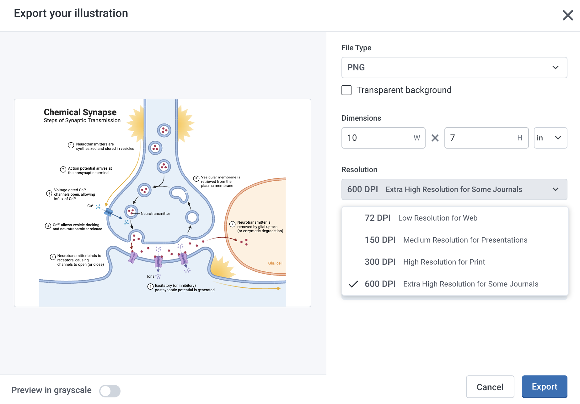 Exporting illustrations – BioRender Help