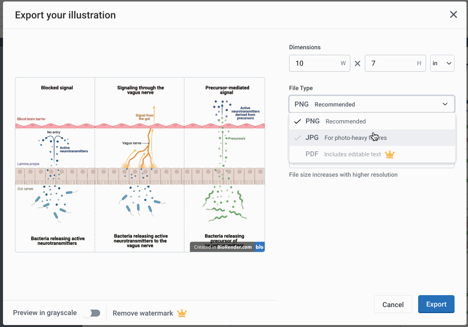 Exporting illustrations – BioRender Help