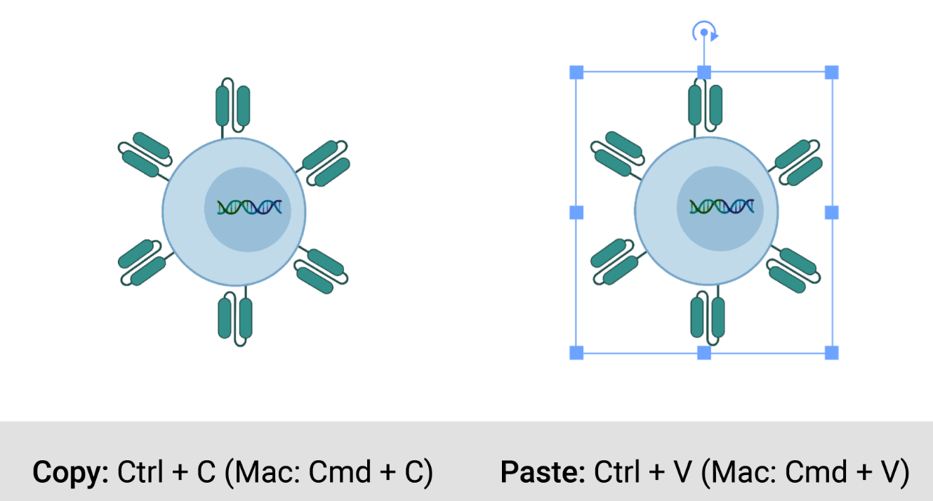 How to copy and paste in BioRender – BioRender Help